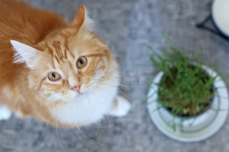 .red Cat at the Dish of Edible Grass Stock Image - Image of feline ...