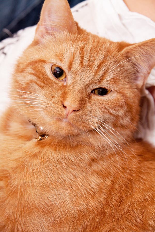 Red cat stock image. Image of snout, domestic, carnivoran - 45015307