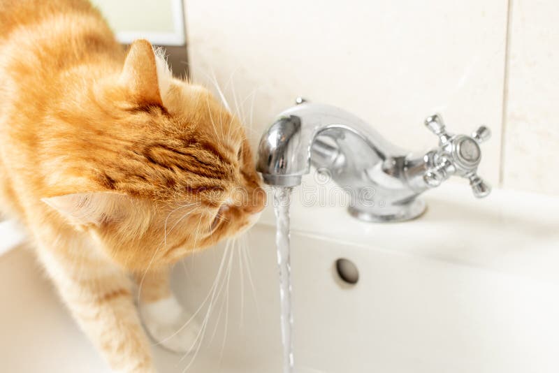 A Red Cat Drinks Water from Faucet Stock Photo - Image of space ...