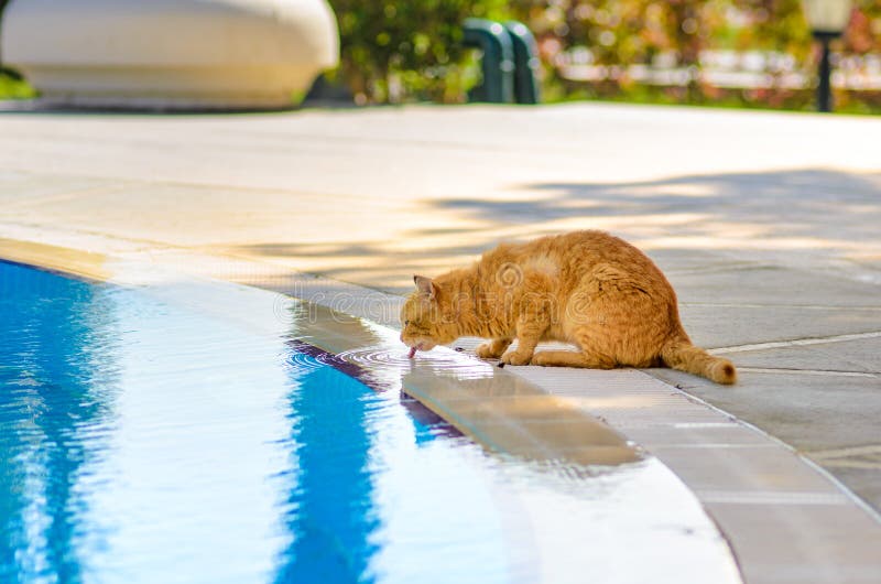 Red Cat Drinks Water from the Swimming Pool Stock Photo - Image of ...