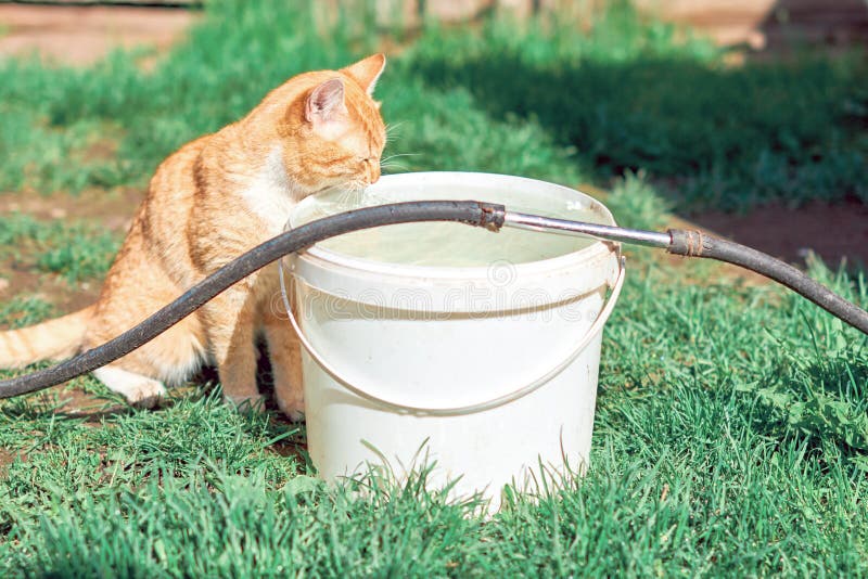 Red Cat Drinks Water from a White Bucket Stock Photo - Image of grass ...