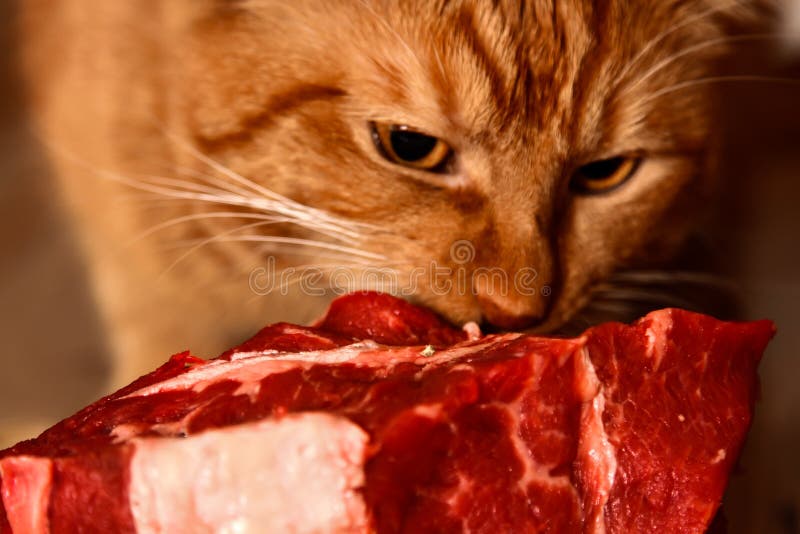 Red Cat is Eating a Big Piece of Raw Beef Stock Photo - Image of board ...