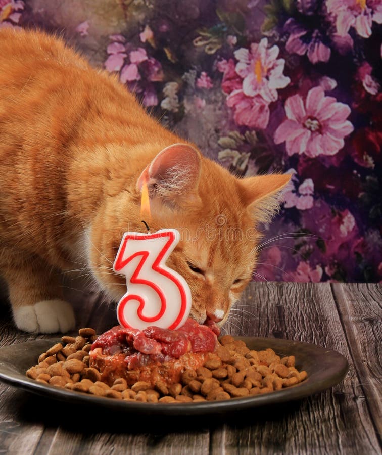 Red Cat Eats Cat Food. 3-year Birthday Cake for a Cat with a Burning ...