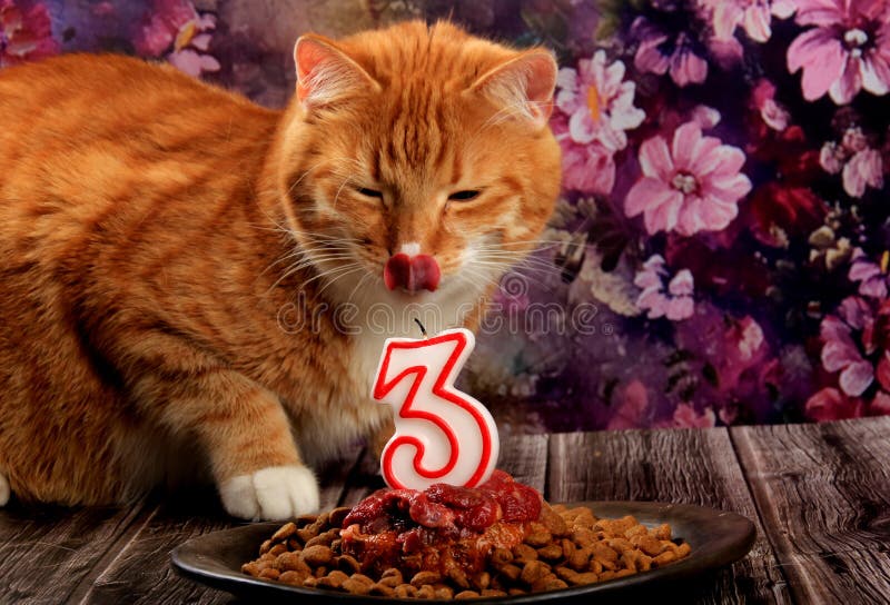 Red Cat Eats Cat Food. 3-year Birthday Cake for a Cat with a Burning ...