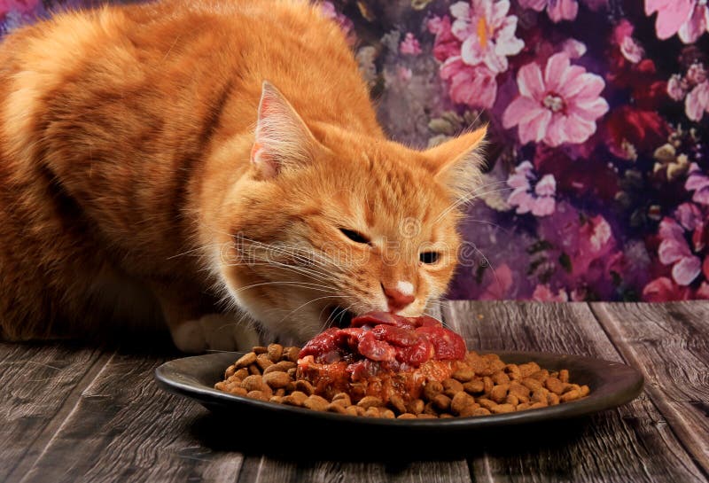 Red Cat Eats Cat Food. 3-year Birthday Cake for a Cat with a Burning ...