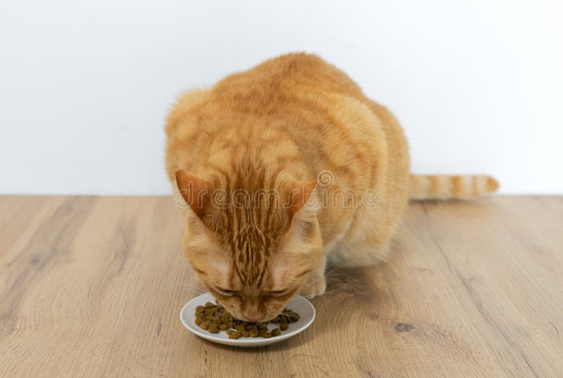 Red Cat Eats His Food from a Bowl on a Wood Floor Stock Photo - Image ...