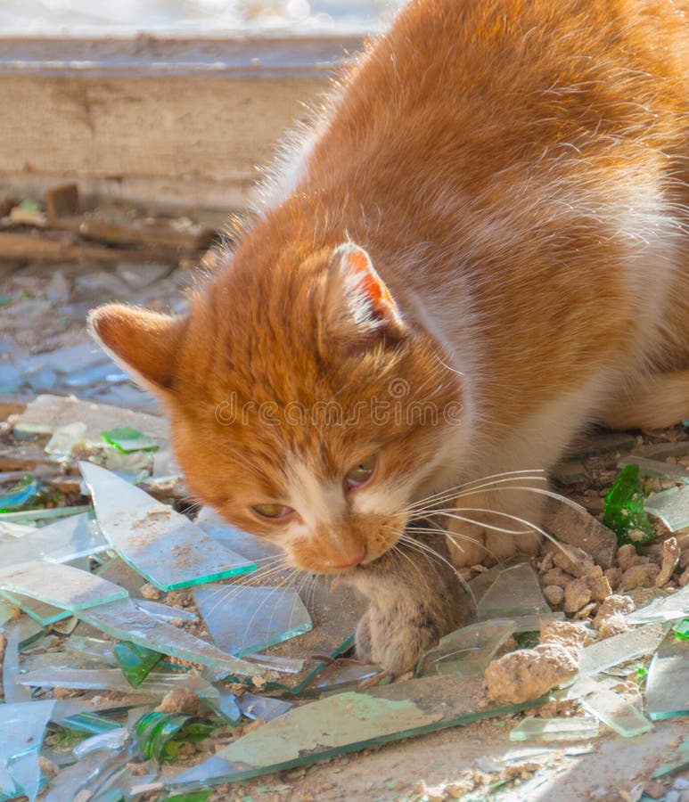 Red Cat Eats a Mouse Caught in an Abandoned House Stock Image - Image ...