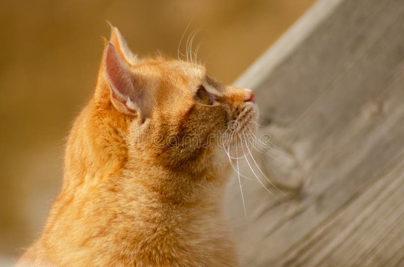 Red cat face profile stock photo. Image of closeup, feline - 274749878