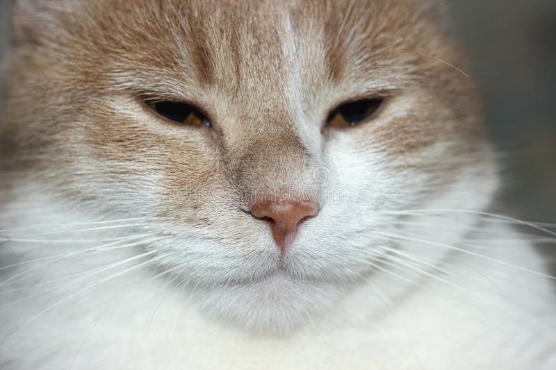 Red cat face on vacation stock image. Image of cute - 378237255