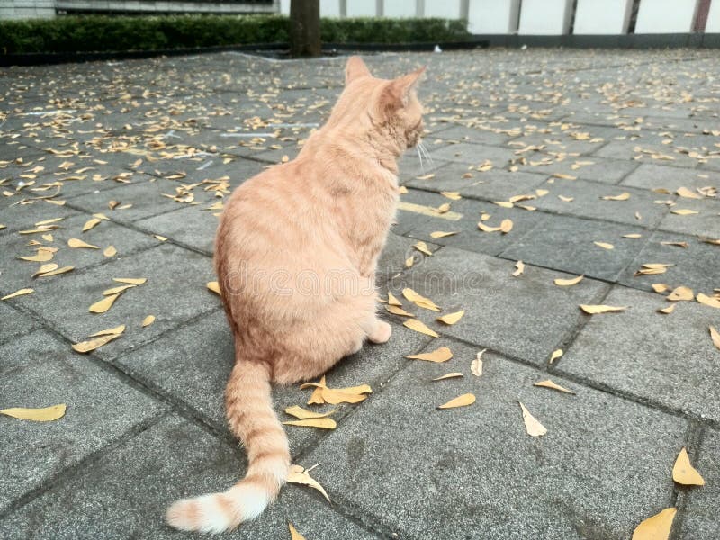 Facing Back Teenager High School Boy with Headphones and Backpack Walks ...