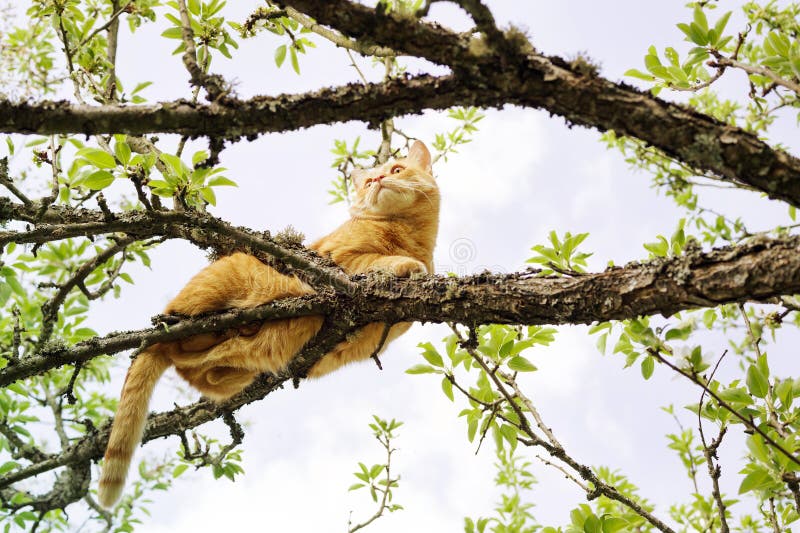 Red Cat on a Tree Branch in Spring Stock Photo - Image of orange, eyes ...