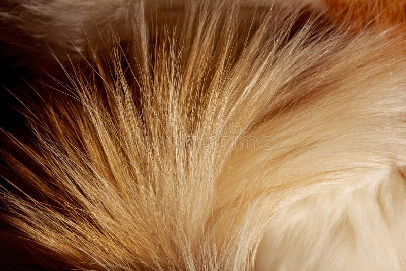 Red cat fluffy tail stock photo. Image of comfortable - 48099218