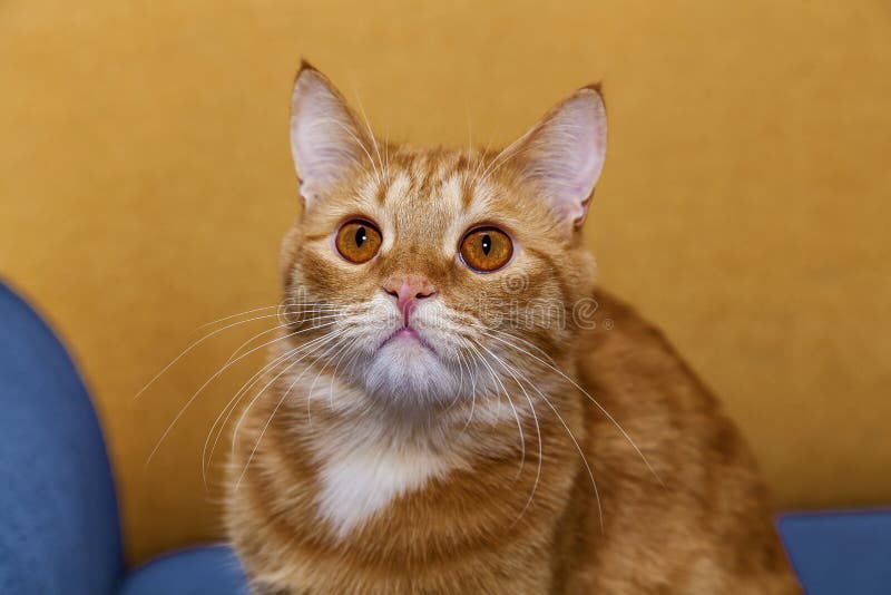 Red cat with a funny stock image. Image of tomcat, love - 130734733