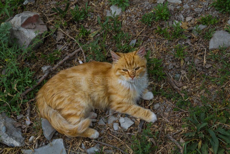 Red cat stock image. Image of horizontal, animal, looking - 70087913