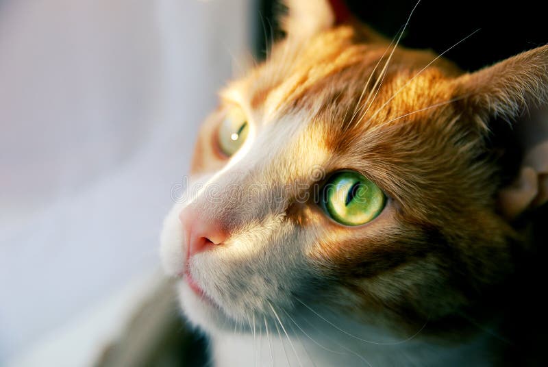 Red Cat with Green Eyes at Sunshine. Stock Photo - Image of feline ...
