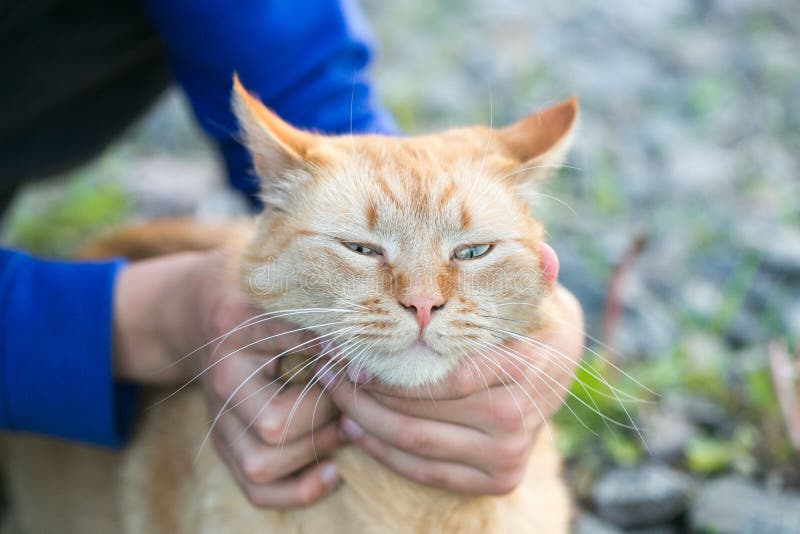 Red Cat in the Hands of Man. Stock Image - Image of ginger, animal ...