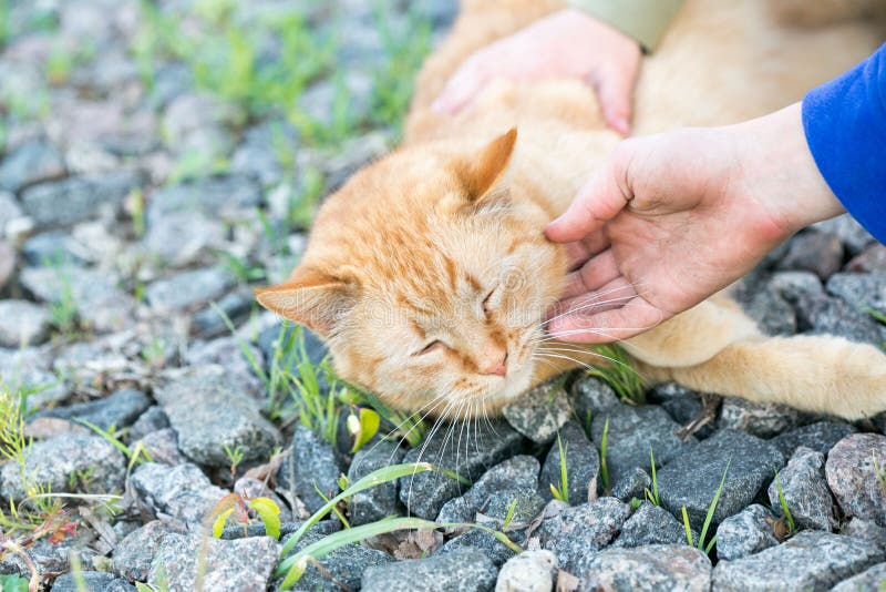 Red Cat in the Hands of Man. Stock Photo - Image of nice, adorable ...