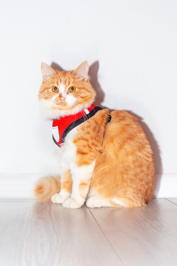 Red Cat in a Harness Vest for a Walk on a Light Background. Animal ...