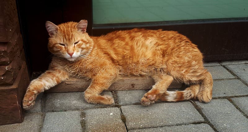 The red cat has a rest stock photo. Image of cute, lying - 93503526