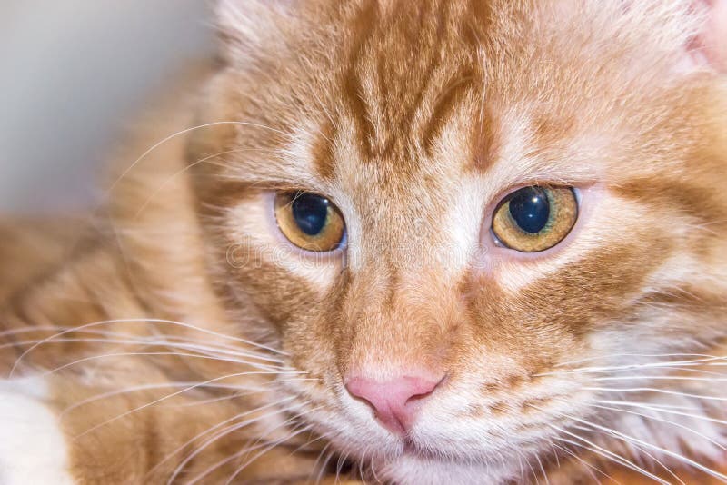 Red Cat head close-up look stock photo. Image of mammal - 69739604