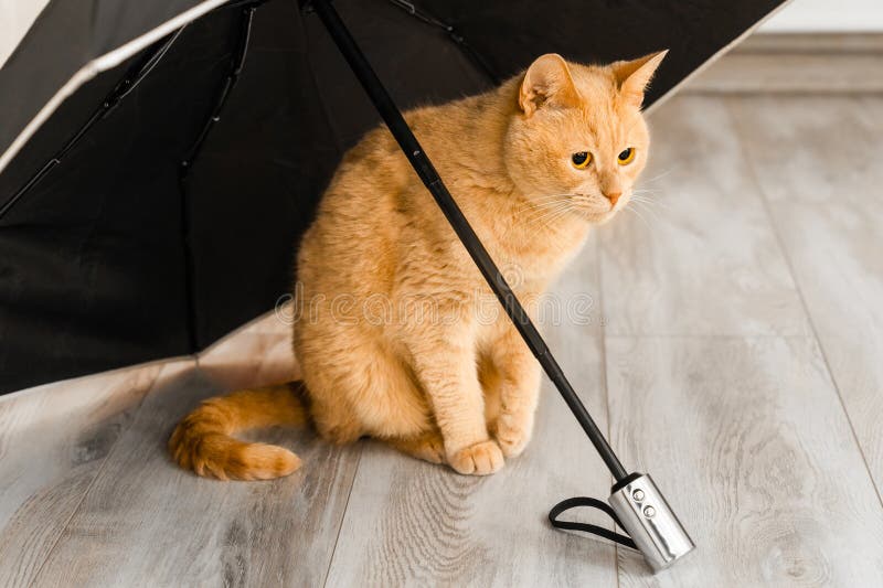 Red Cat Hiding Under an Umbrella at Home Stock Image - Image of fawn ...