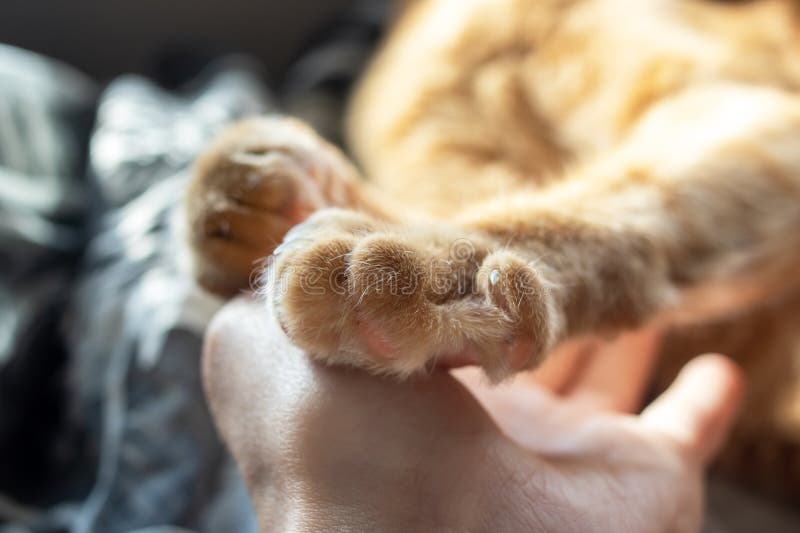 Cat's Paws Human Hand Stock Photos - Free & Royalty-Free Stock Photos ...