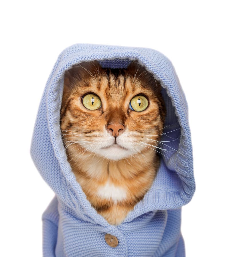 Cat Dressed Rapper Stock Photos - Free & Royalty-Free Stock Photos from ...