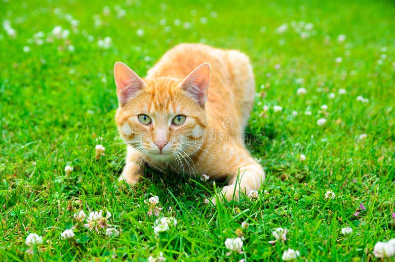 425 Cat Creeping Stock Photos - Free & Royalty-Free Stock Photos from ...