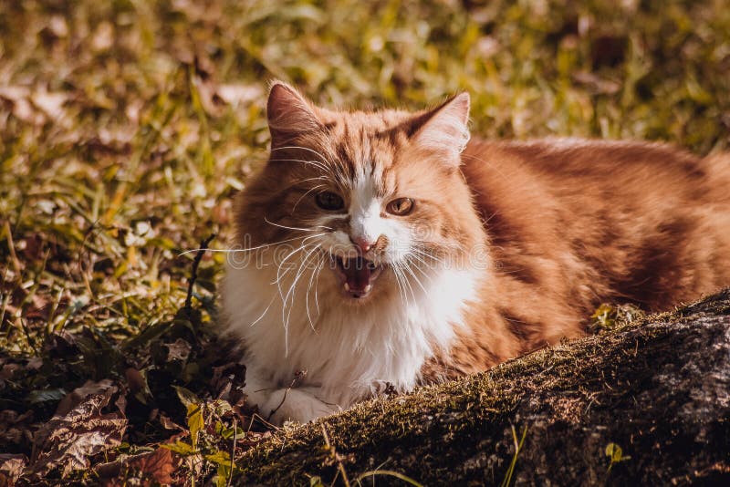 Red Cat Hunting Birds on the Grass Stock Photo - Image of desktop ...