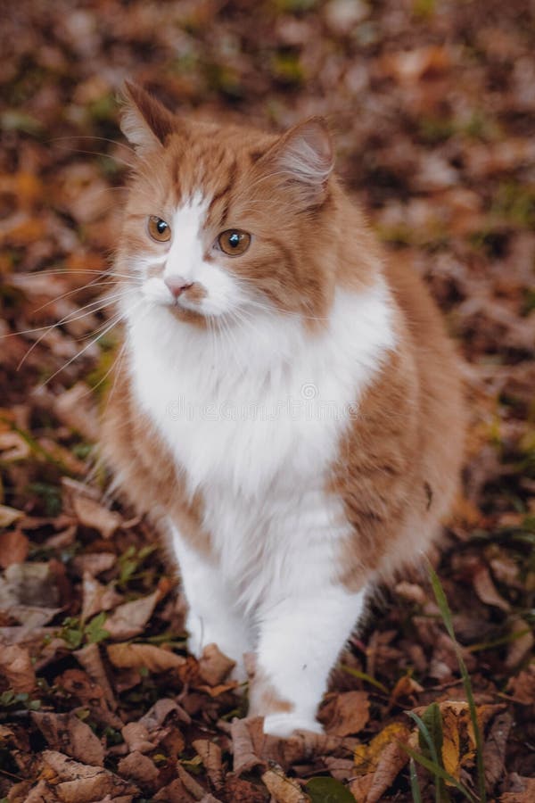 Red Cat Hunting Birds on the Grass Stock Image - Image of fauna, park ...