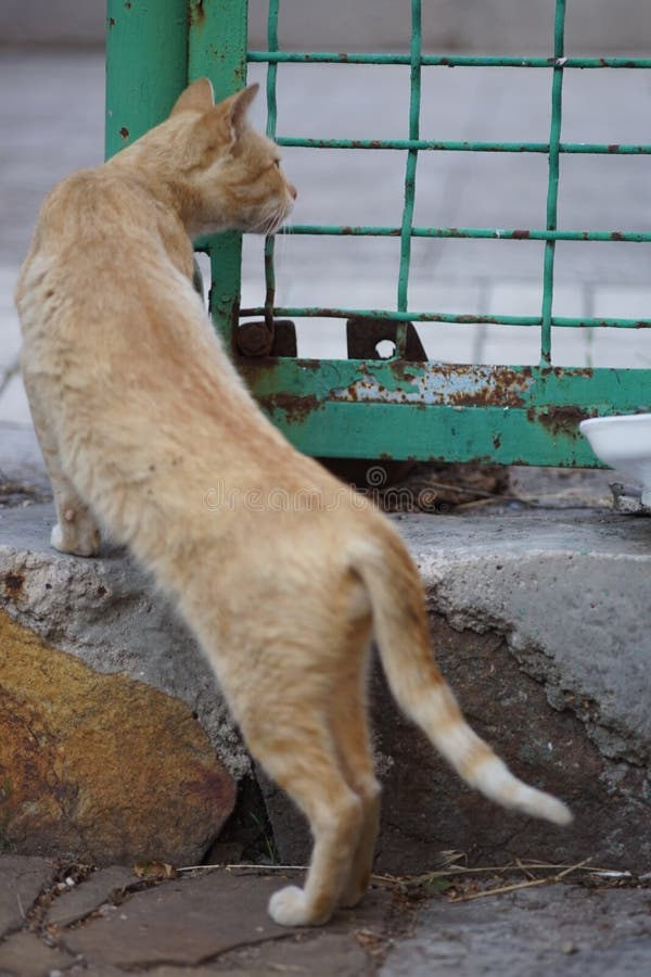 Red Cat Hunts Near the Fence. View from the Back Stock Photo - Image of ...