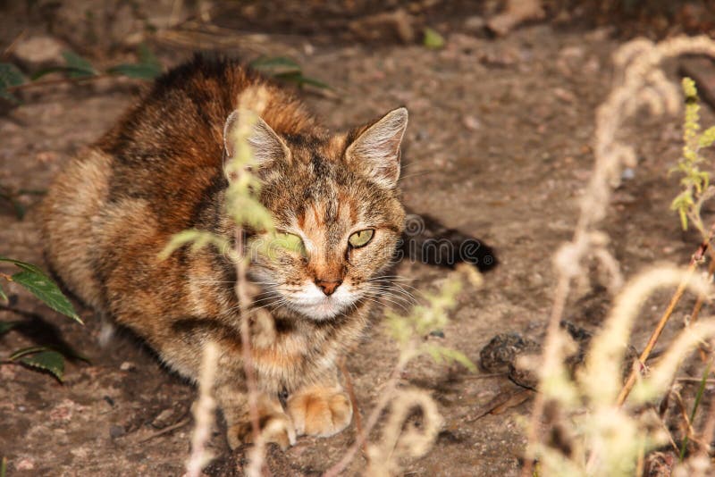 Red Cat Hunts Prey. Beautiful Stray Cat Stock Photo - Image of cute ...