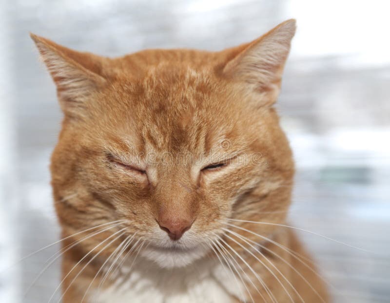 Cat Infected With Feline Herpesvirus - Viral Rhinotracheitis Or ...