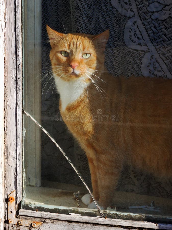 211 Cat Break Glass Stock Photos - Free & Royalty-Free Stock Photos ...