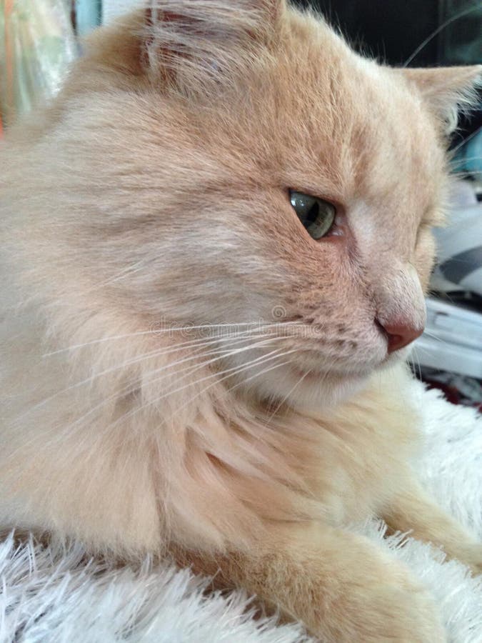 Red Cat stock photo. Image of attention, watch, mammal - 83746234