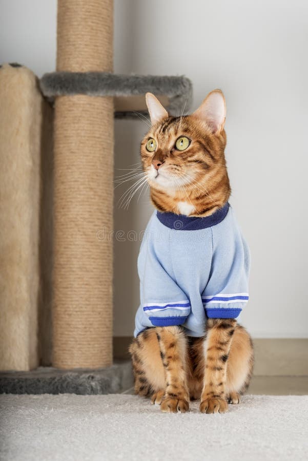 Red Cat in a Jacket on the Floor in the Room Stock Photo - Image of ...