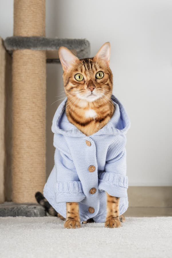 Red Cat in a Jacket on the Floor in the Room Stock Image - Image of ...
