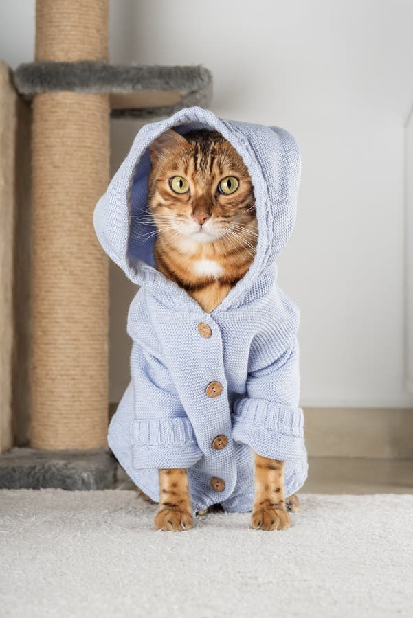 Red Cat in a Jacket on the Floor in the Room Stock Photo - Image of ...