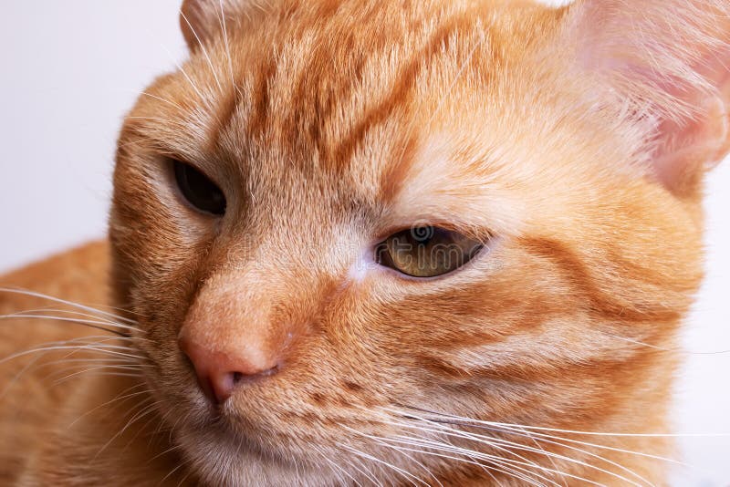 Animal Judgmental Stock Photos - Free & Royalty-Free Stock Photos from ...