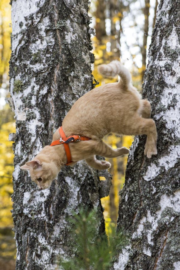 Red Cat Jumping from a Tree Stock Photo - Image of defoliation, prey ...