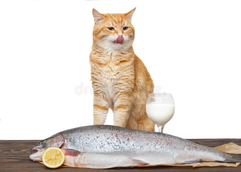 Red cat and a large trout stock photo. Image of interior - 216678206