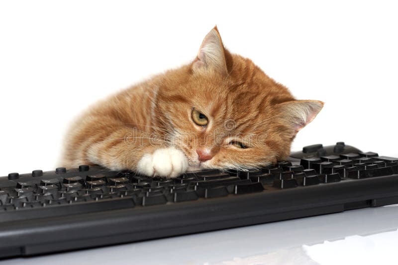 Cat and keyboard stock photo. Image of sleeping, bored - 34502492