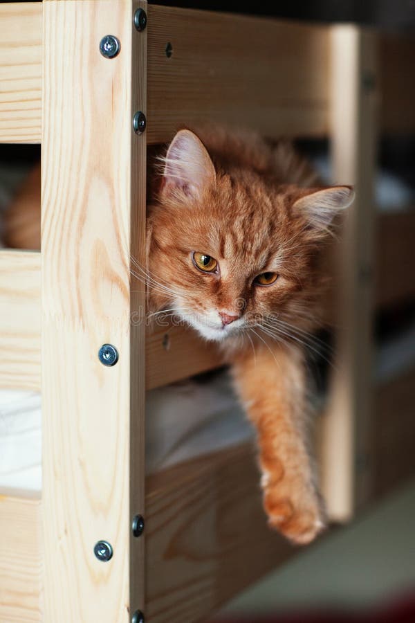 Red cat lies on a bed stock image. Image of whisker, animal - 84523303