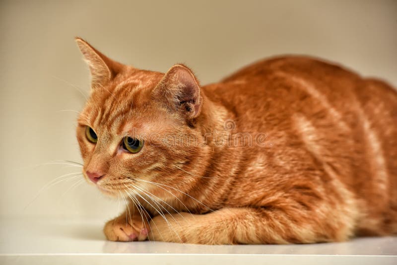 Scared Red Cat Lies on a Blue Stock Photo - Image of frightened ...