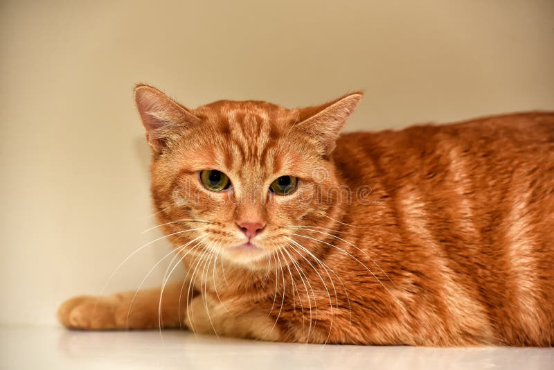 Scared Red Cat Lies on a Blue Stock Photo - Image of frightened ...