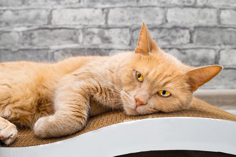 Red Cat Lies on a Scratching Post. Stock Photo - Image of view ...