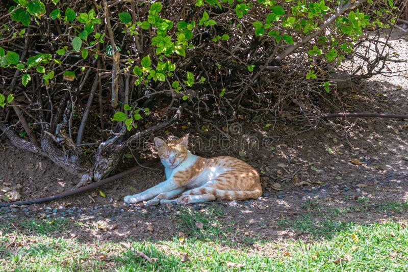 Red Cat Lies Under a Bush in the Park, the Cat is Resting in the Park ...
