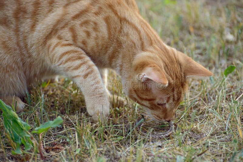 Red cat and lizard stock photo. Image of breed, lizard - 151873084