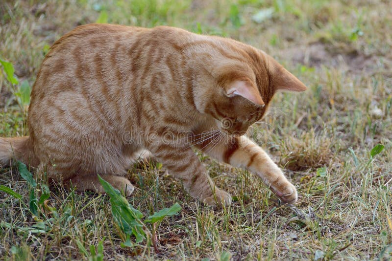 Red cat and lizard stock photo. Image of playing, background - 152002992