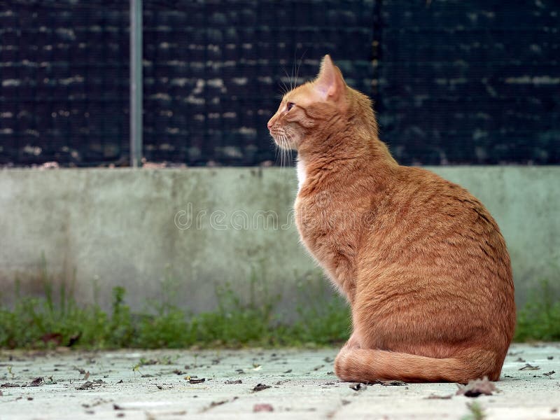 A red cat stock photo. Image of baby, compassion, pedigreed - 142875404